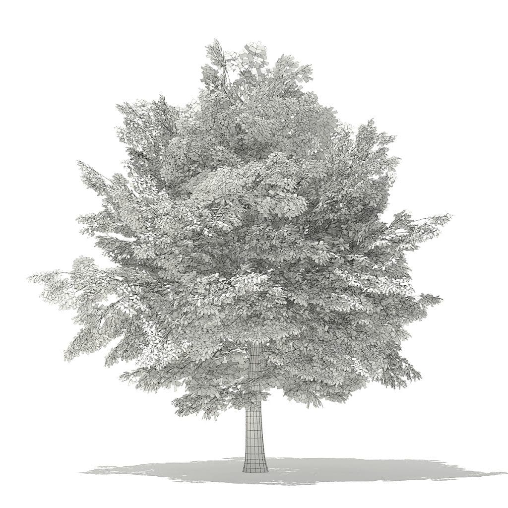 American Beech 3D Model 6.4m
