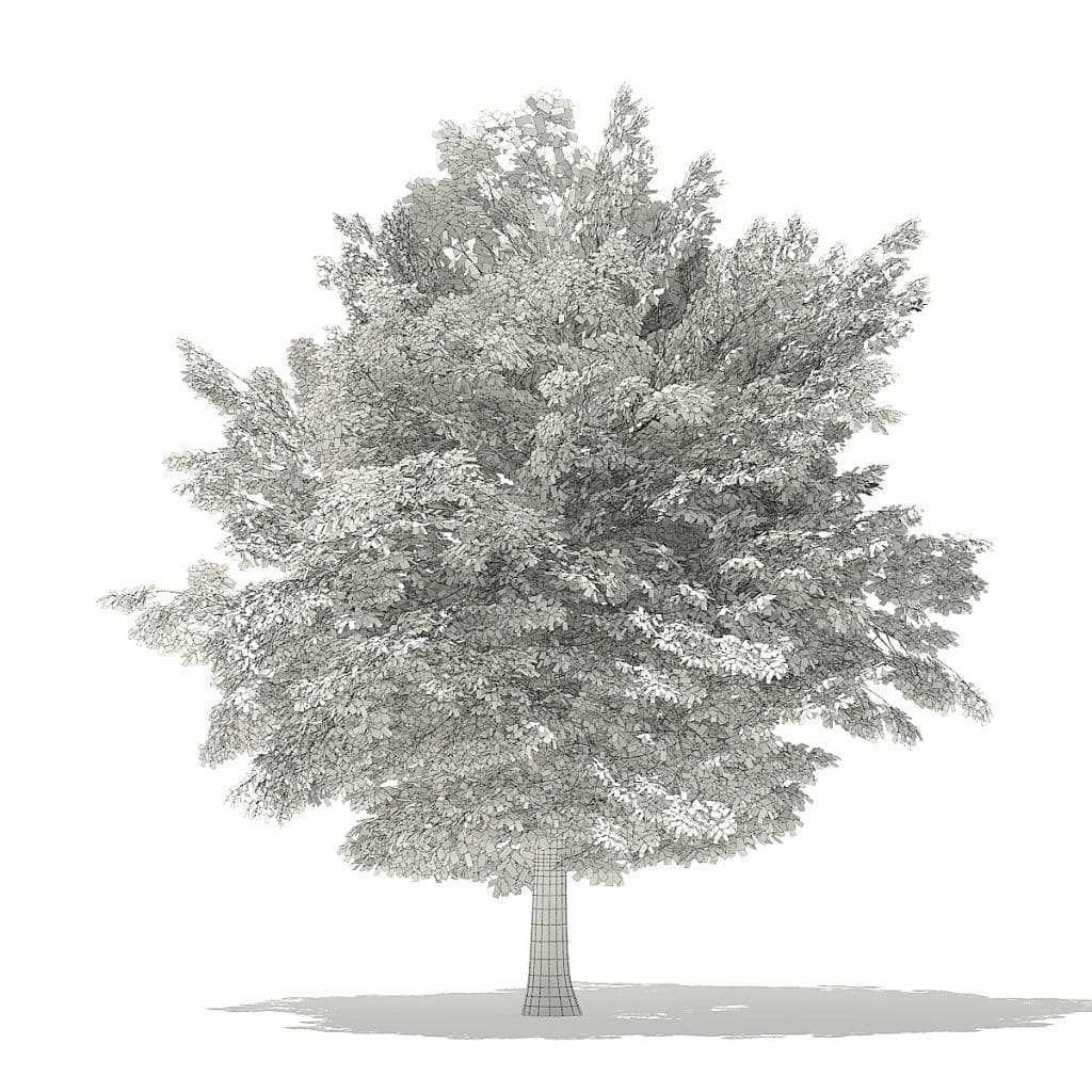 American Beech 3D Model 6.4m