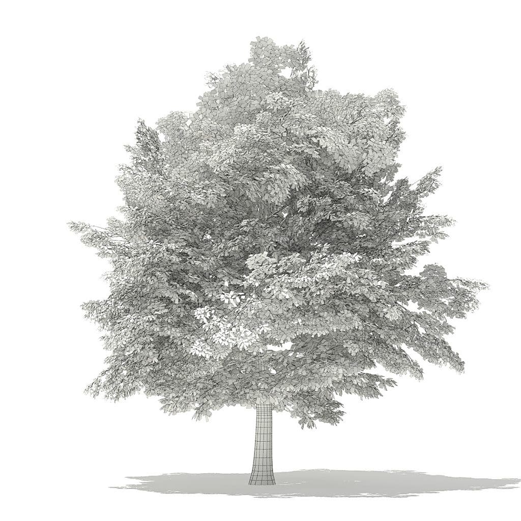 American Beech 3D Model 6.4m
