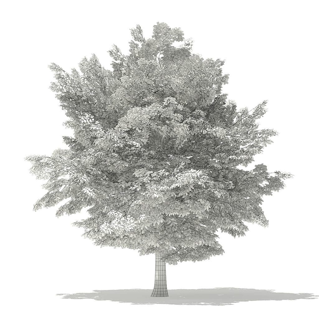 American Beech 3D Model 6.4m