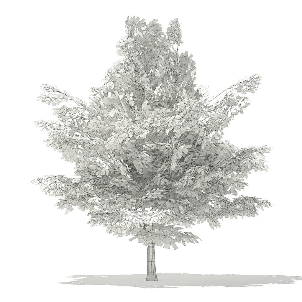 American Beech 3D Model 3.8m