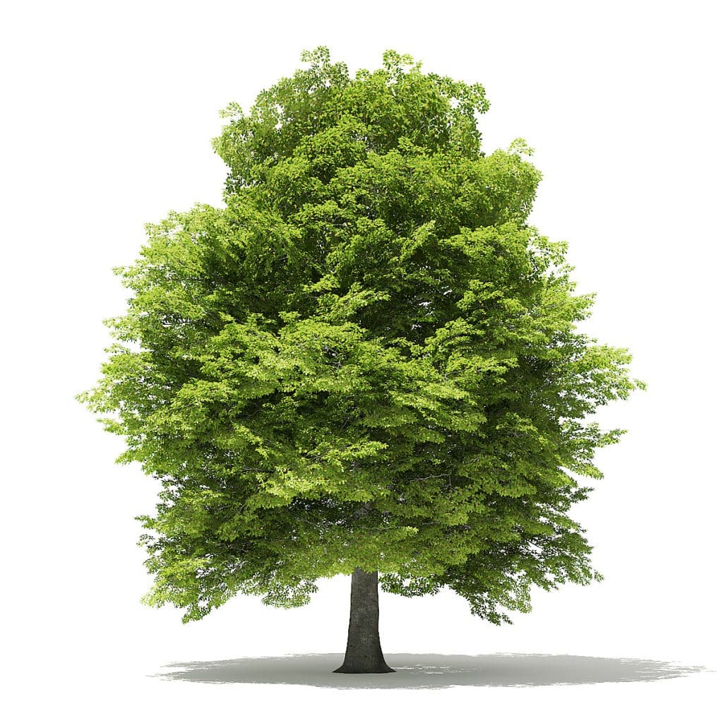 American Beech 3D Model 13m