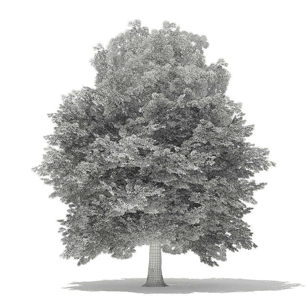 American Beech 3D Model 13m