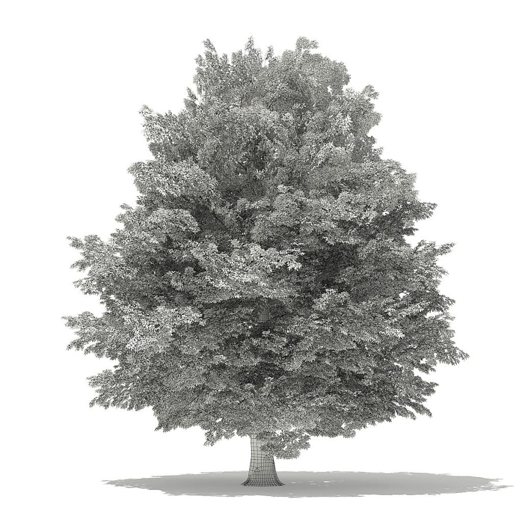 American Beech 3D Model 13m