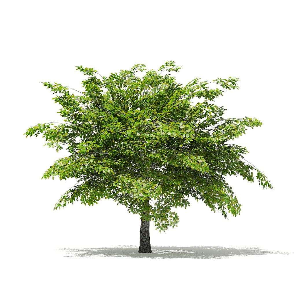 Scotch Elm 3D Model 4m