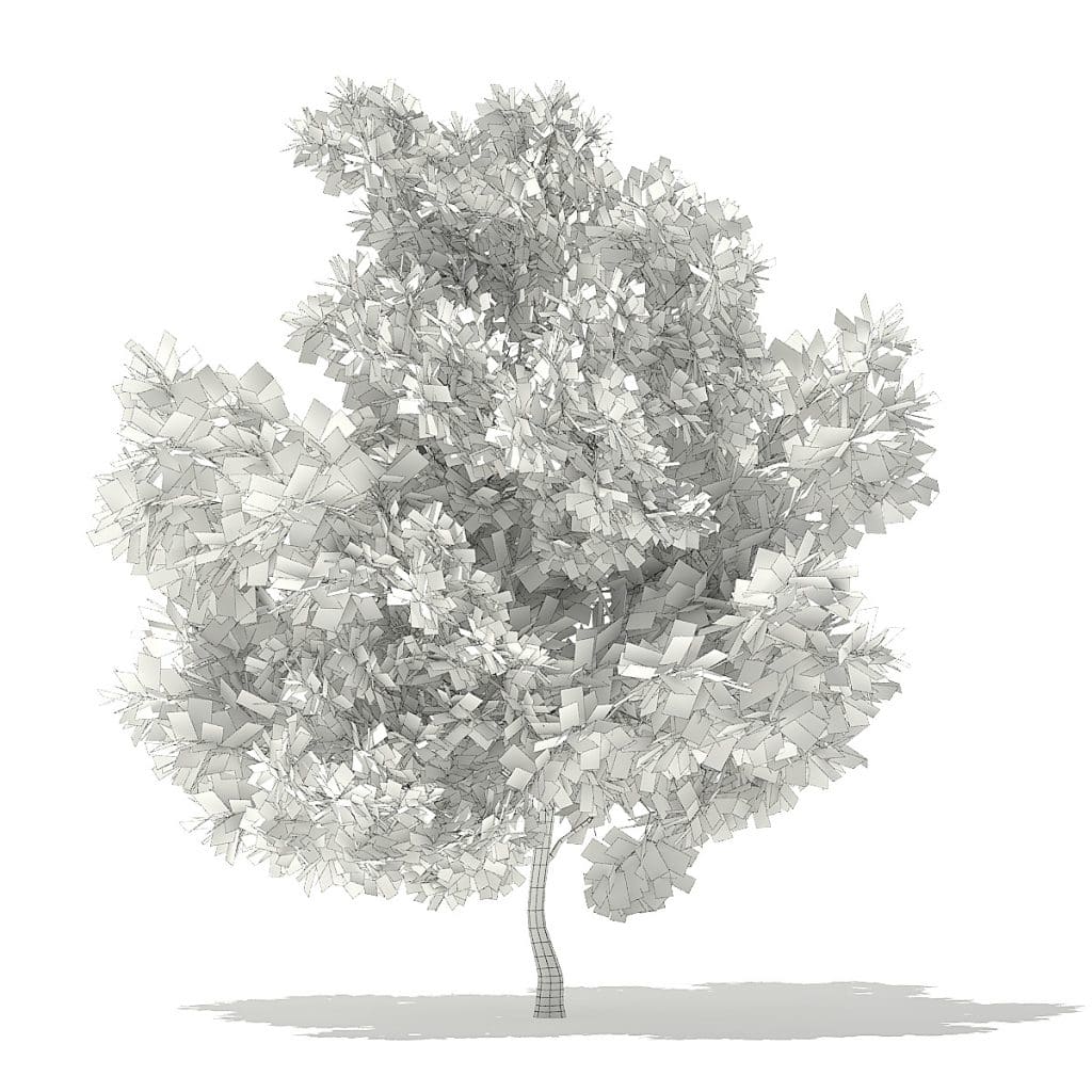 Champion Oak 3D Model 5.6m