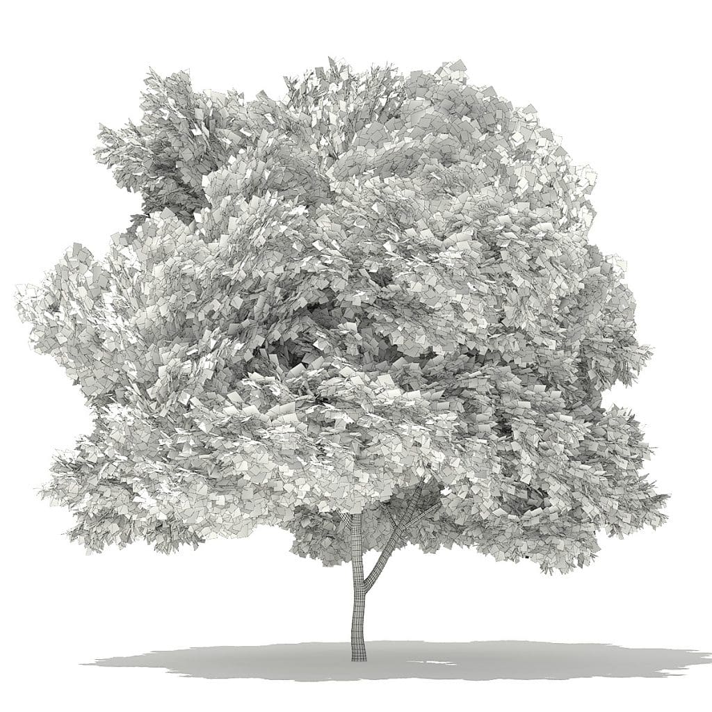 Japanese Maple 3D Model 10m