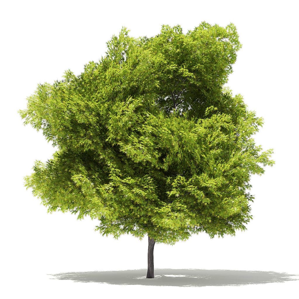 Japanese Maple 3D Model 10m