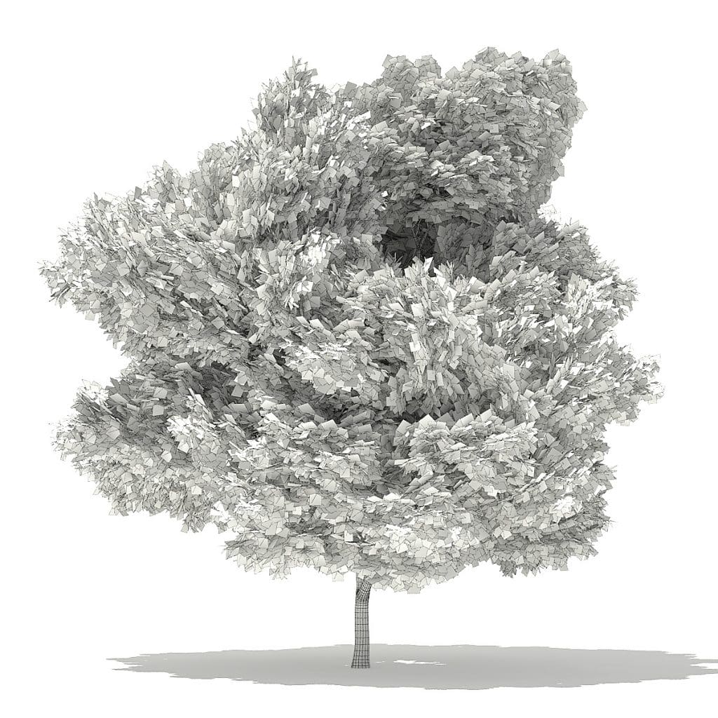 Japanese Maple 3D Model 10m