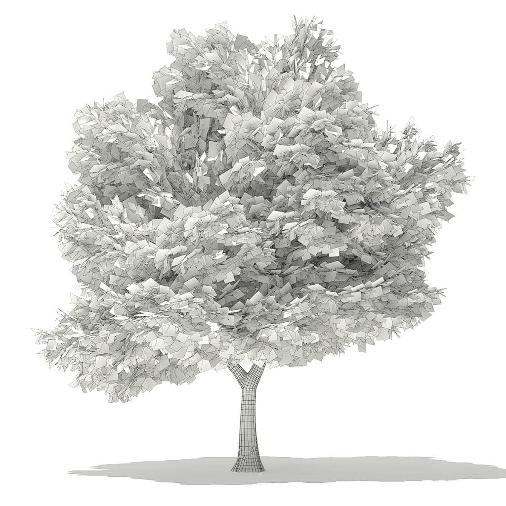 Japanese Maple 3D Model 5.7m