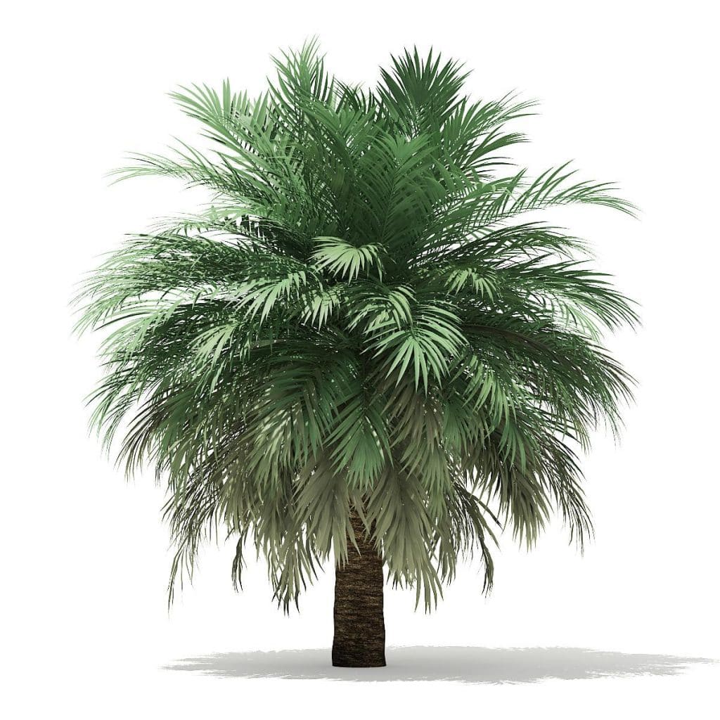 Palm Trees 3D Models Collection Volume 110 | CGAxis 3D Models Store