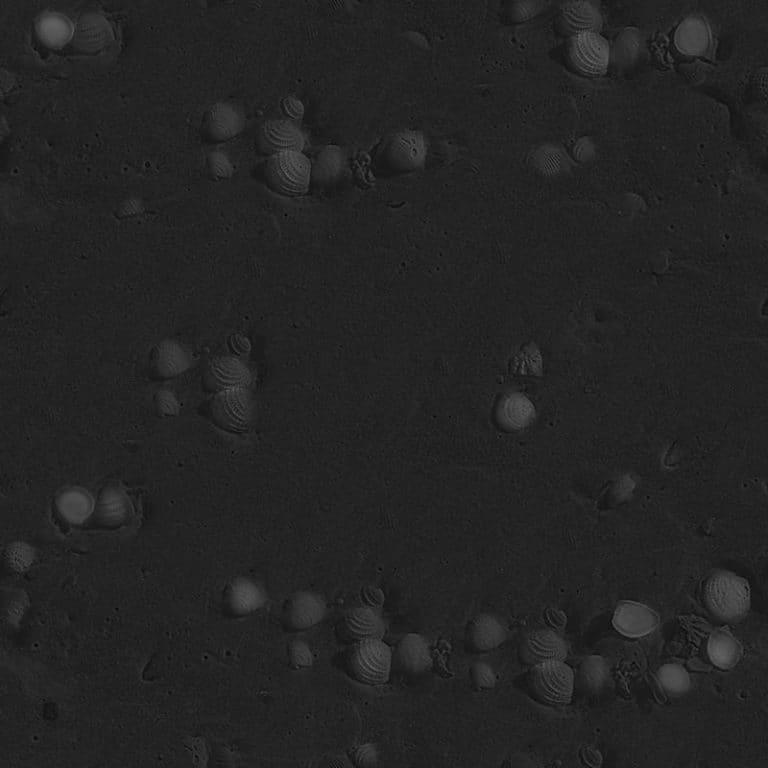 Sand with Shells PBR Texture