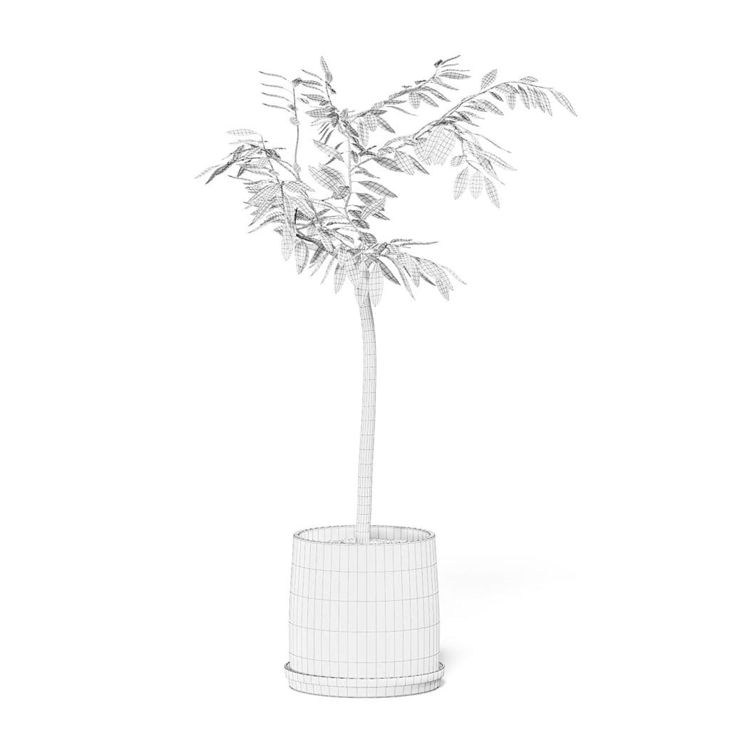 Small Tree 3D Model in Black Pot