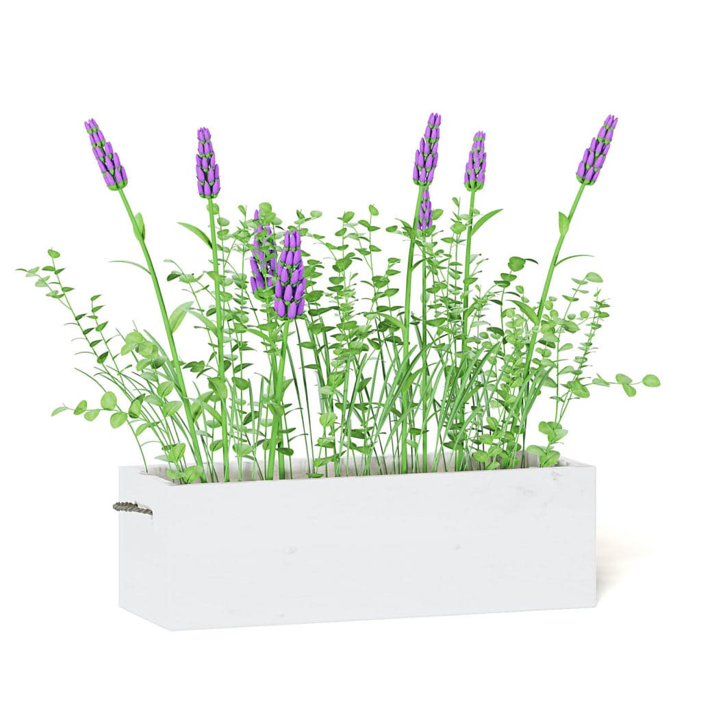Flowers 3D Model in Wooden Box