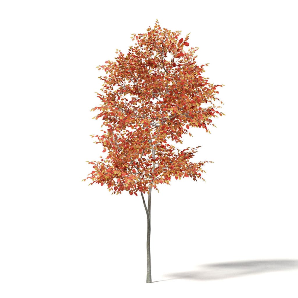 Autumn Trees 3D Models Collection Volume 115 | CGAxis 3D Models Store