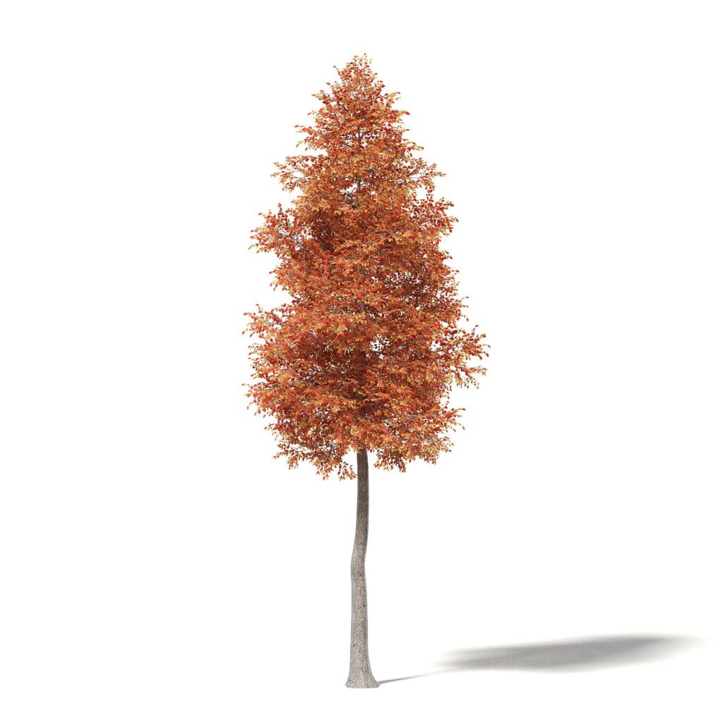 Autumn Trees 3D Models Collection Volume 115 | CGAxis 3D Models Store