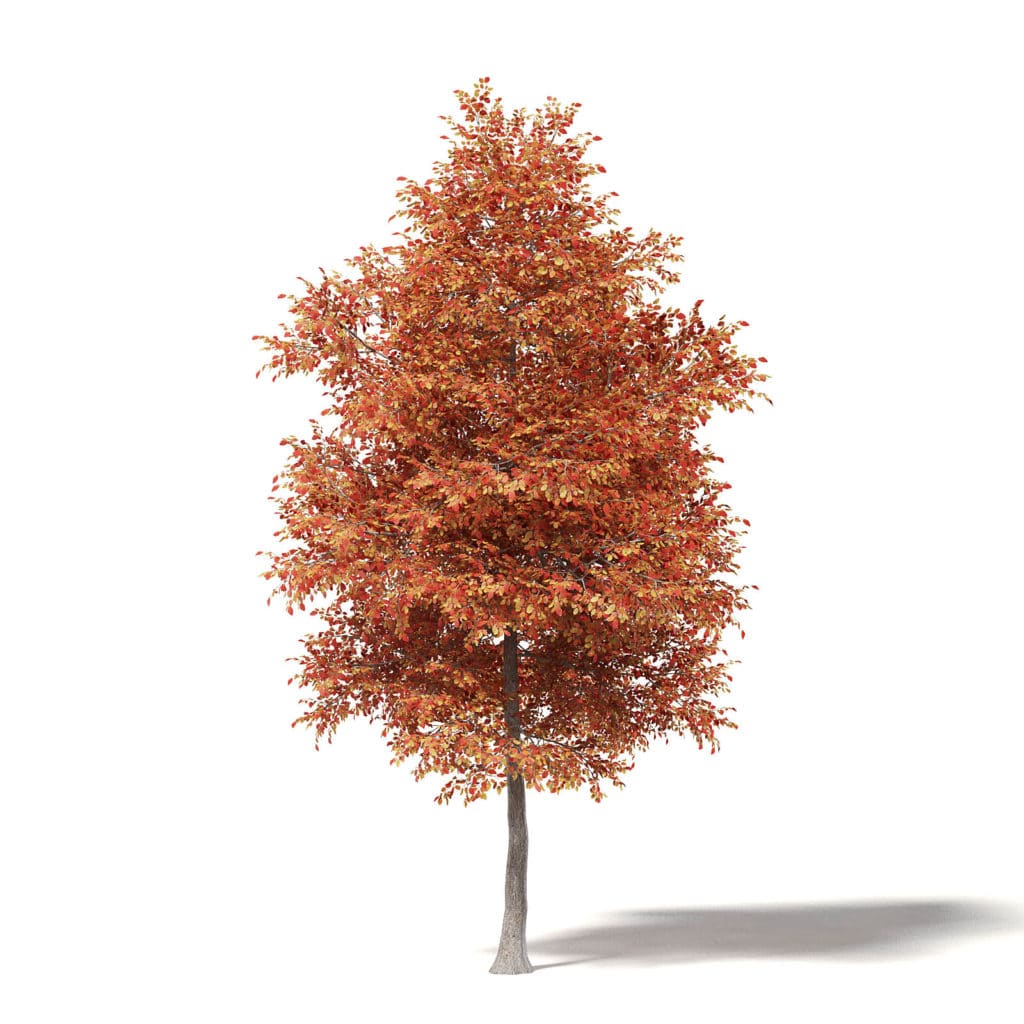 Autumn Trees 3D Models Collection Volume 115 | CGAxis 3D Models Store