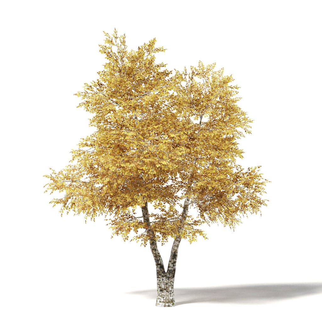 Autumn Trees 3D Models Collection Volume 115 | CGAxis 3D Models Store
