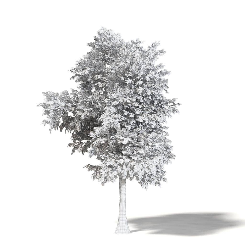 Silver Birch 3D Model 5.8m