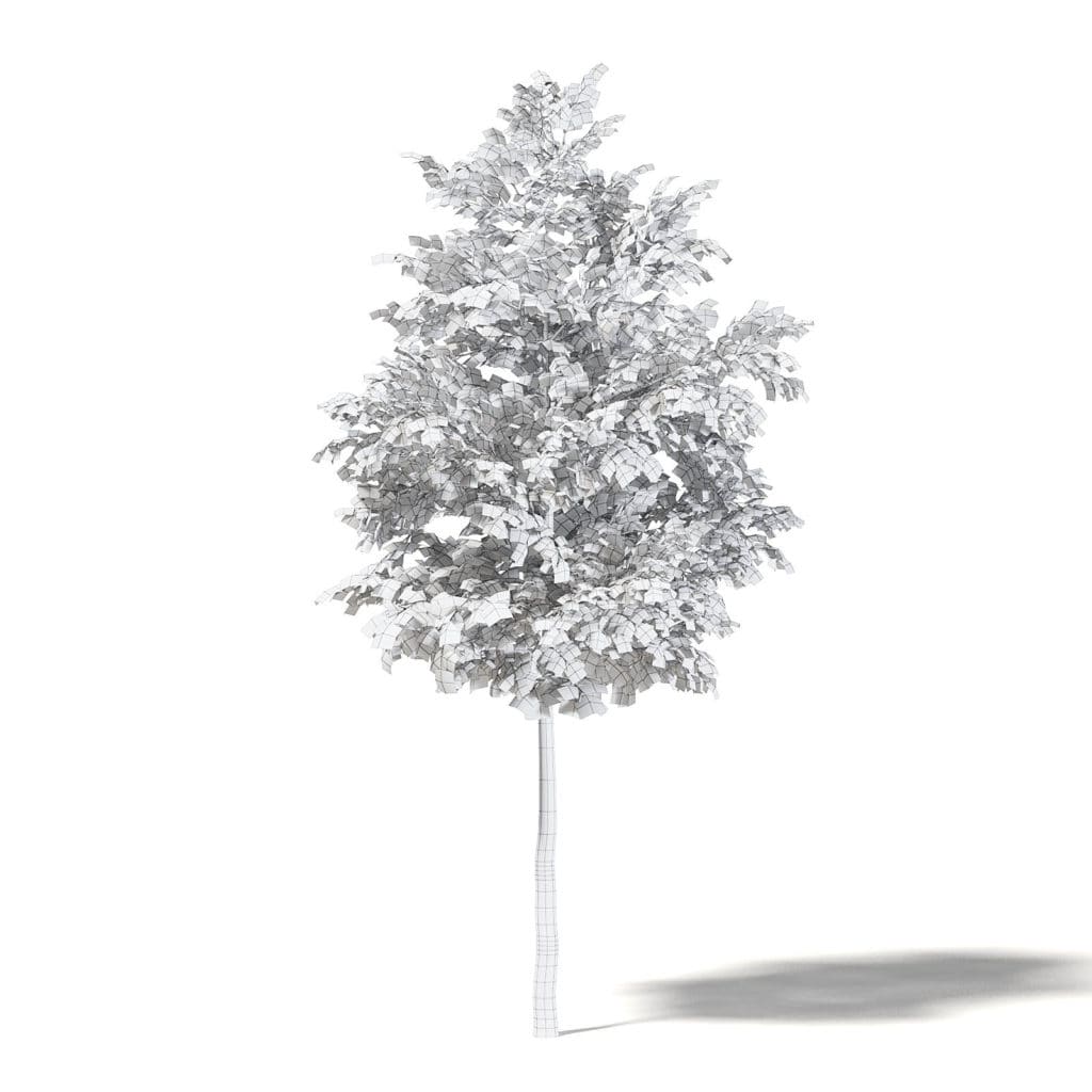 Silver Birch 3D Model 4.2m