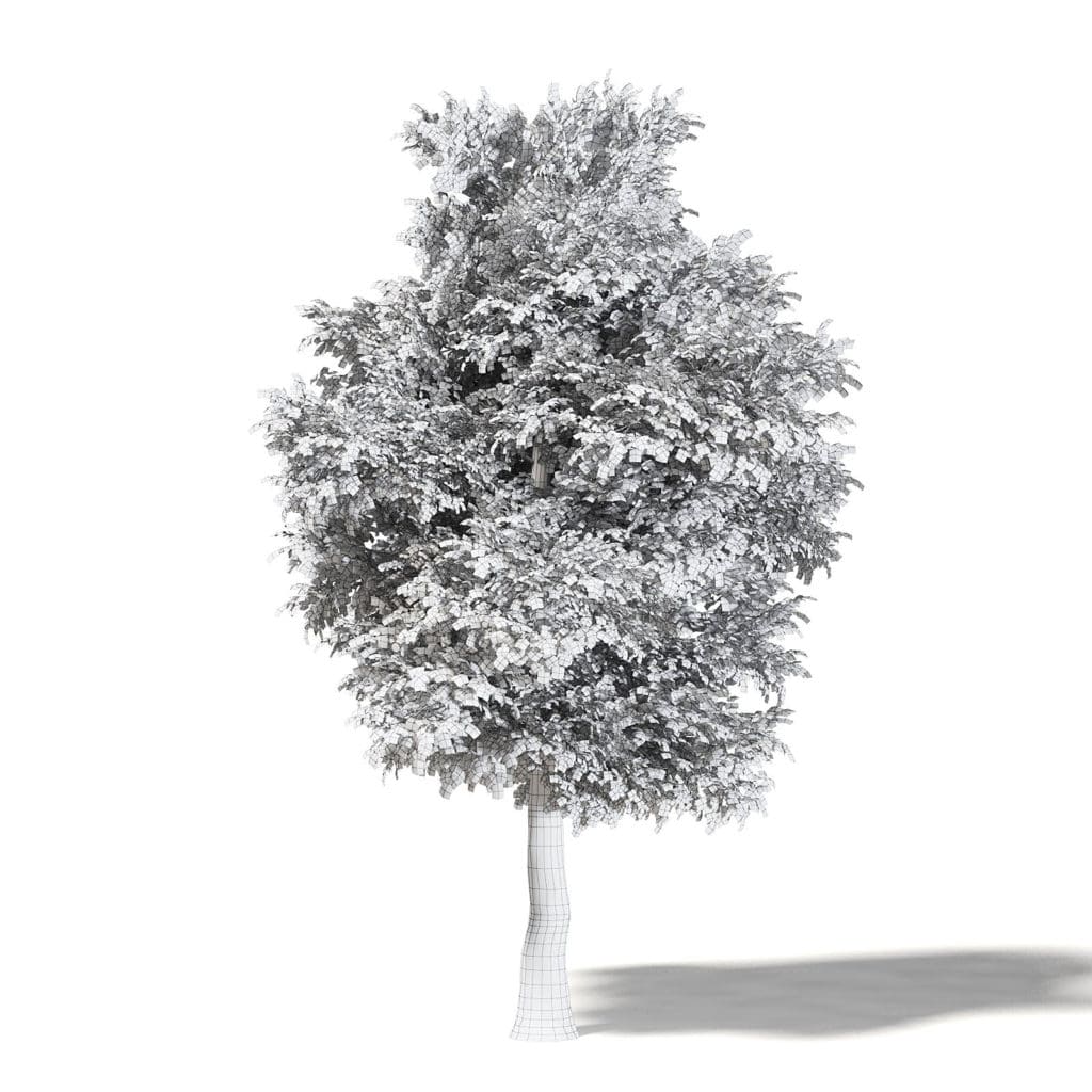 Field Maple 3D Model 12m