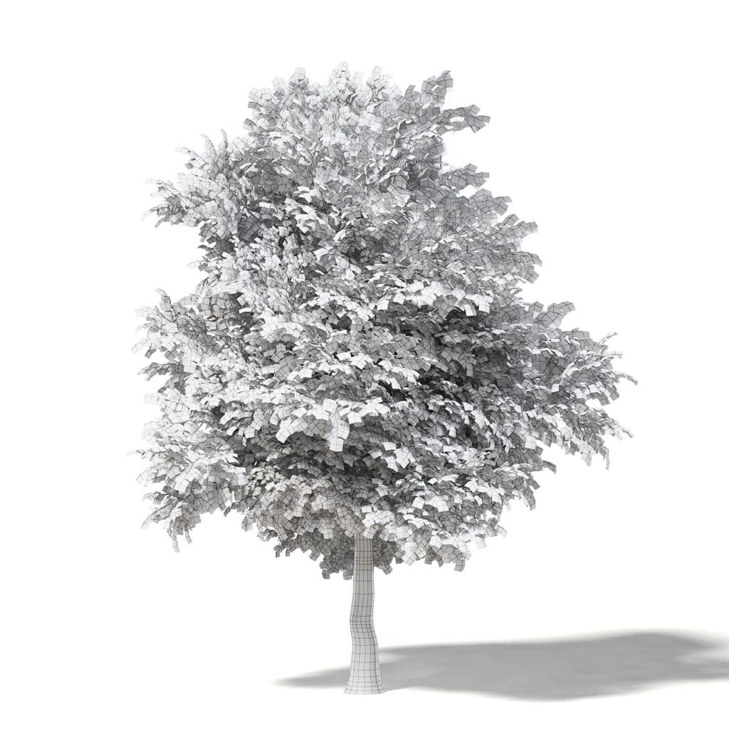 Field Maple 3D Model 8.5m