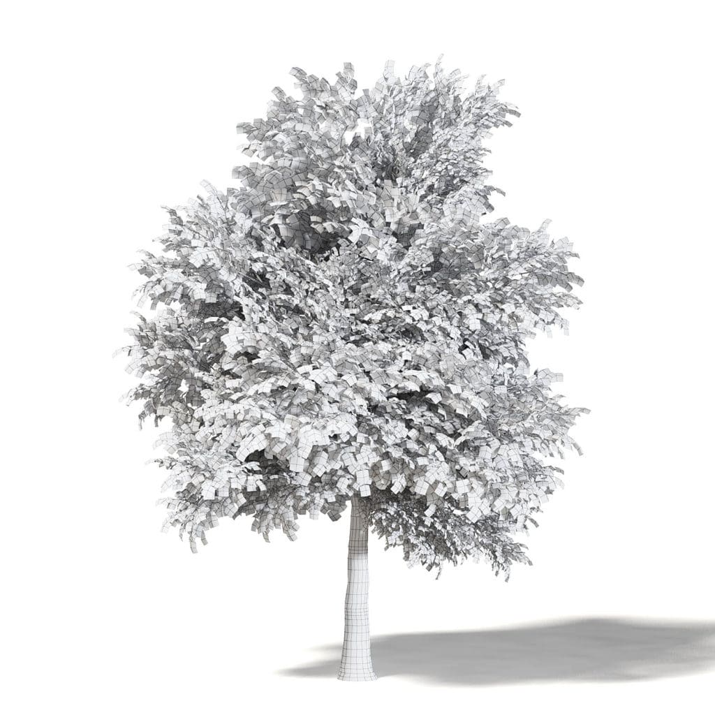 Field Maple 3D Model 8.5m