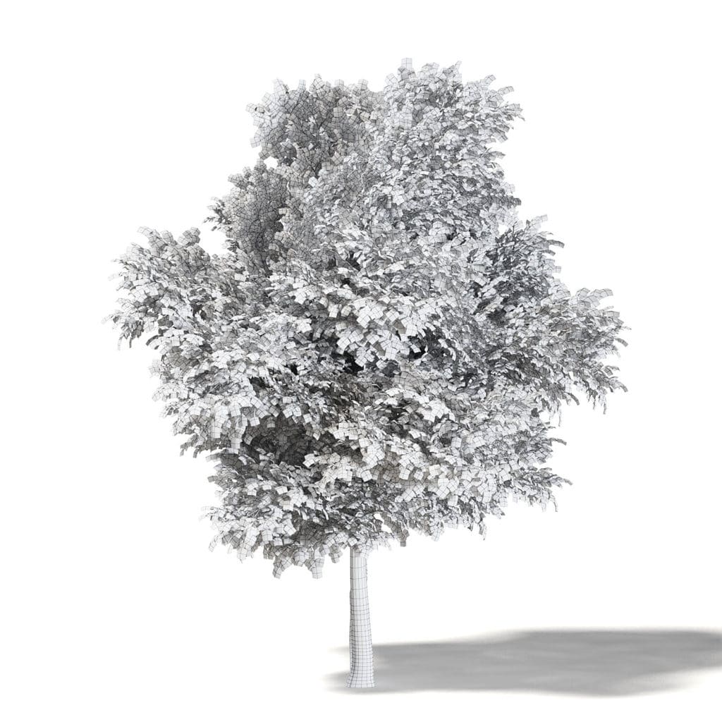 Field Maple 3D Model 10m