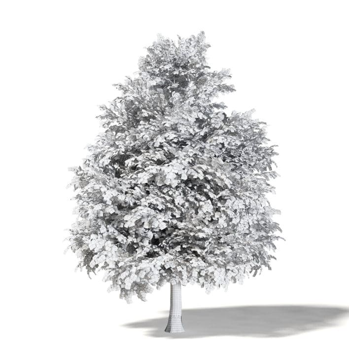 Mountain Ash 3D Model 8m