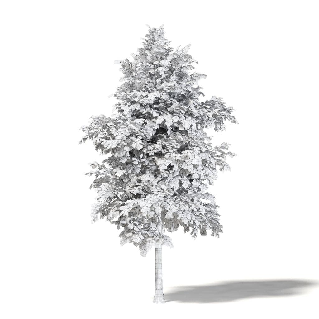 Mountain Ash 3D Model 5.4m