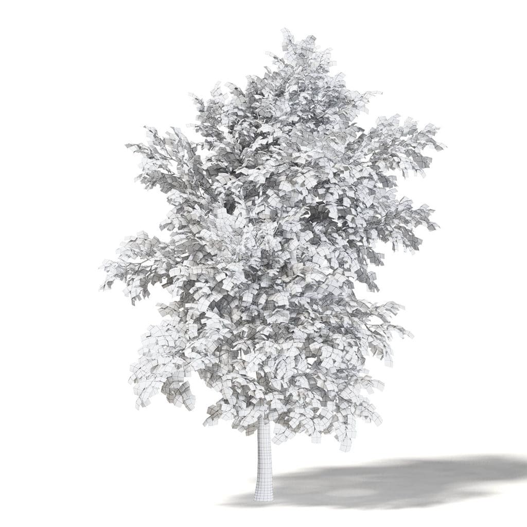 Mountain Ash 3D Model 5.2m