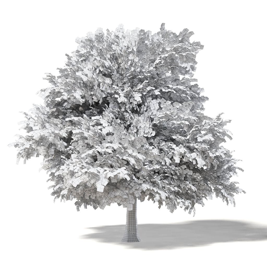 Common Oak 3D Model 6m