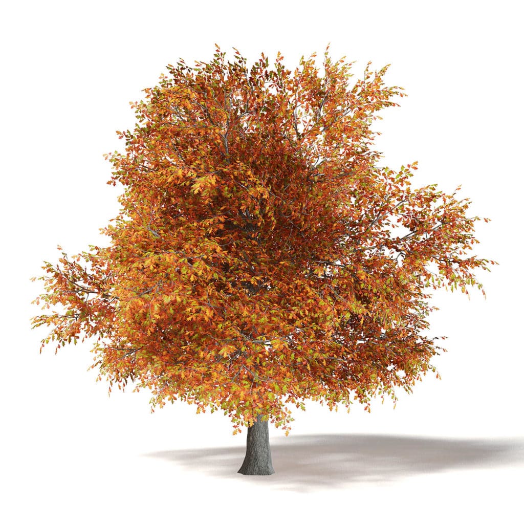 Common Oak 3D Model 6m