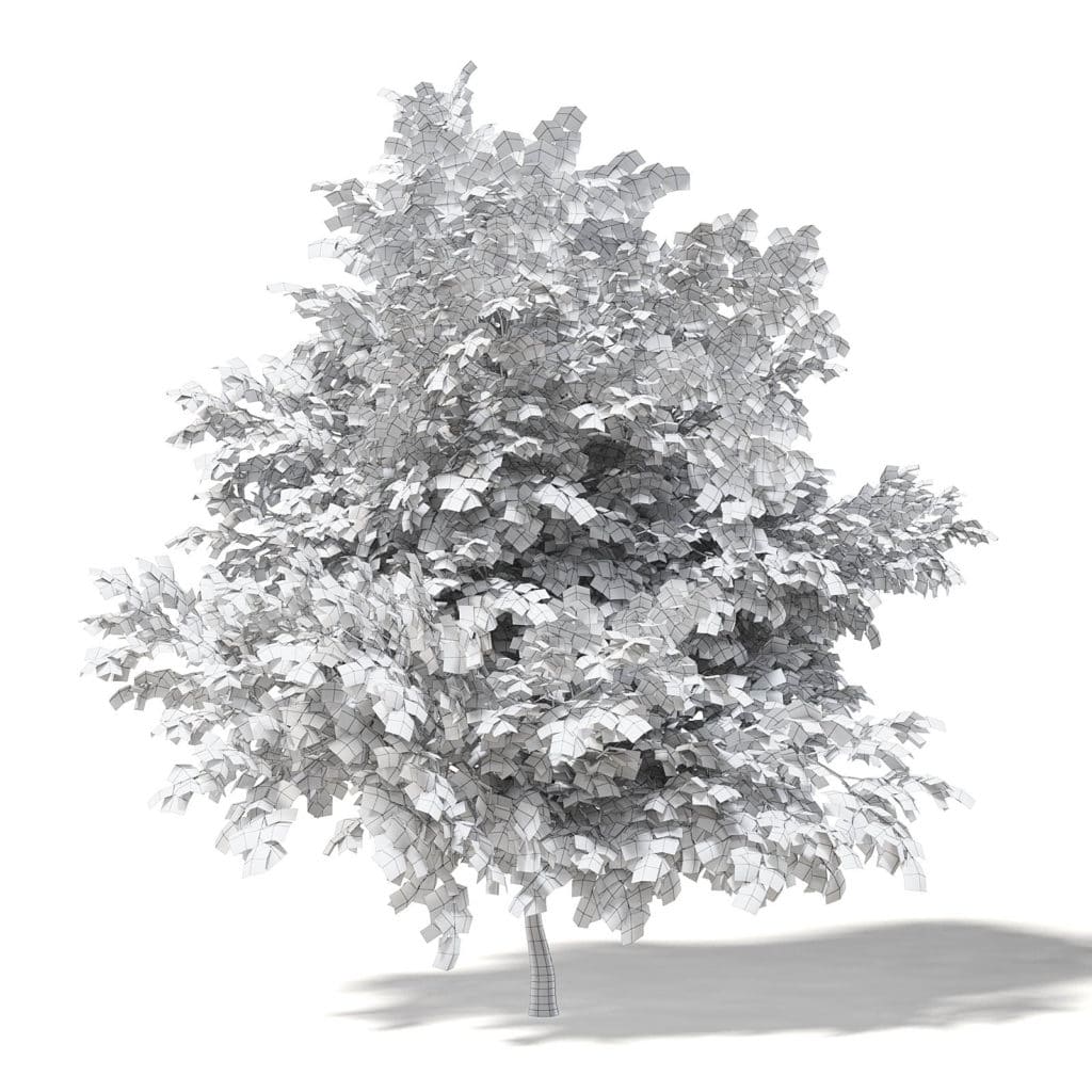 Common Oak 3D Model 6.4m