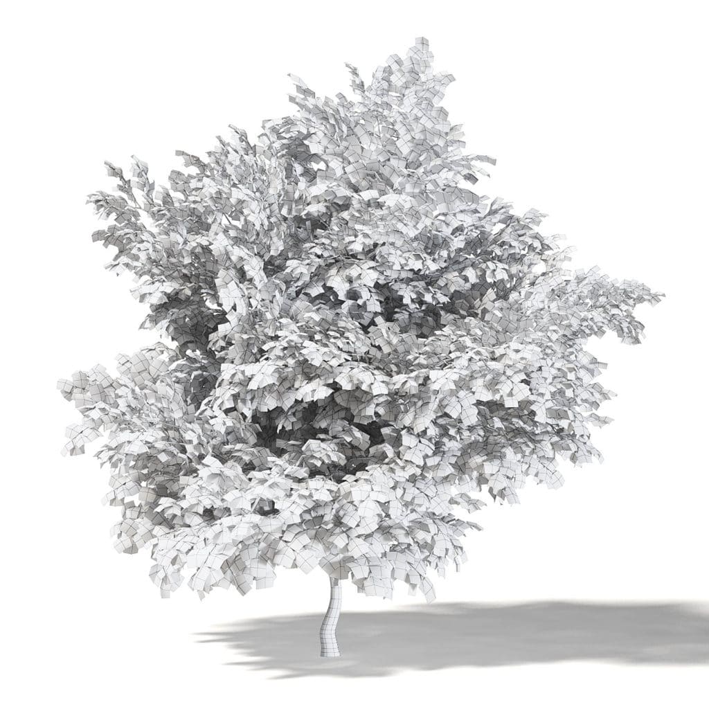 Common Oak 3D Model 6.4m