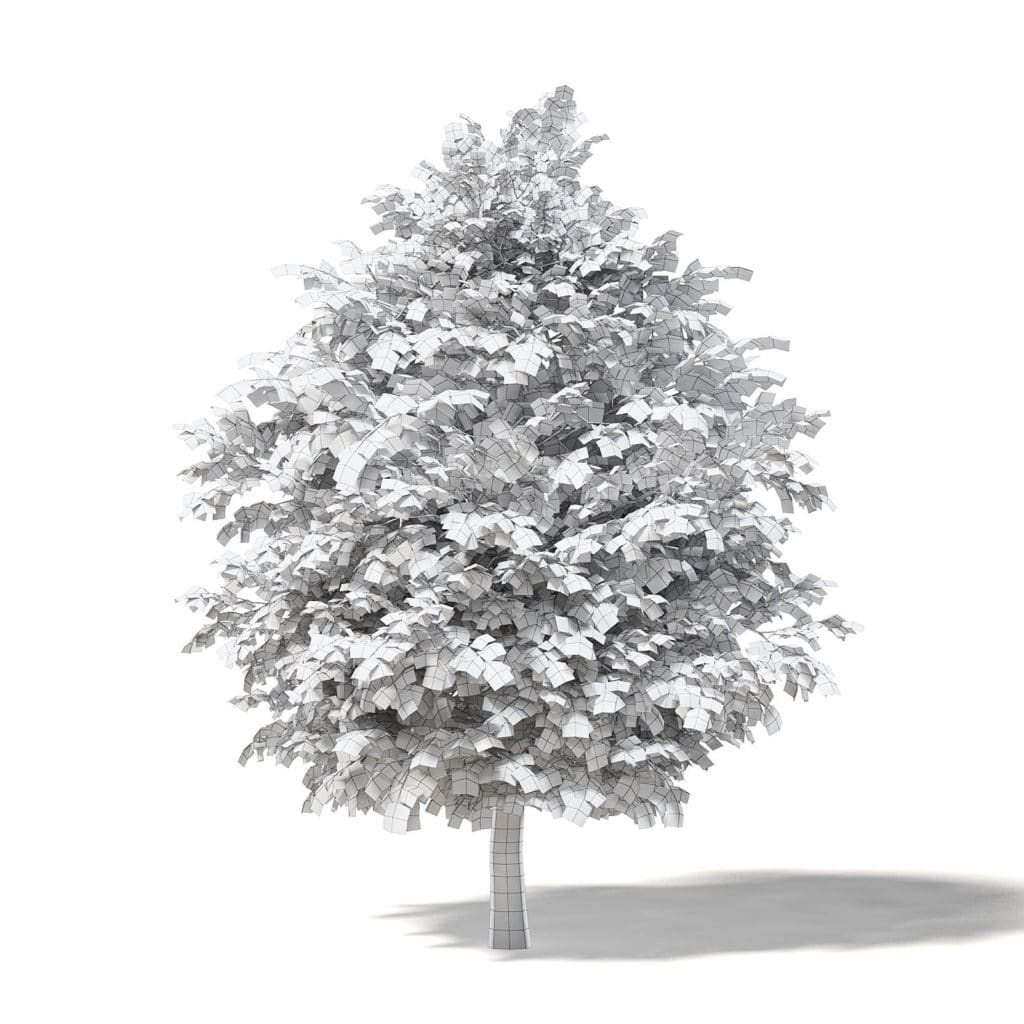 Common Oak 3D Model 5.3m