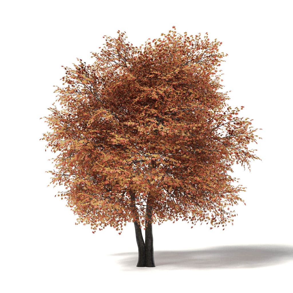 Sugar Maple 3D Model 8.8m
