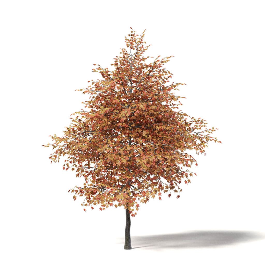 Sugar Maple 3D Model 5.8m