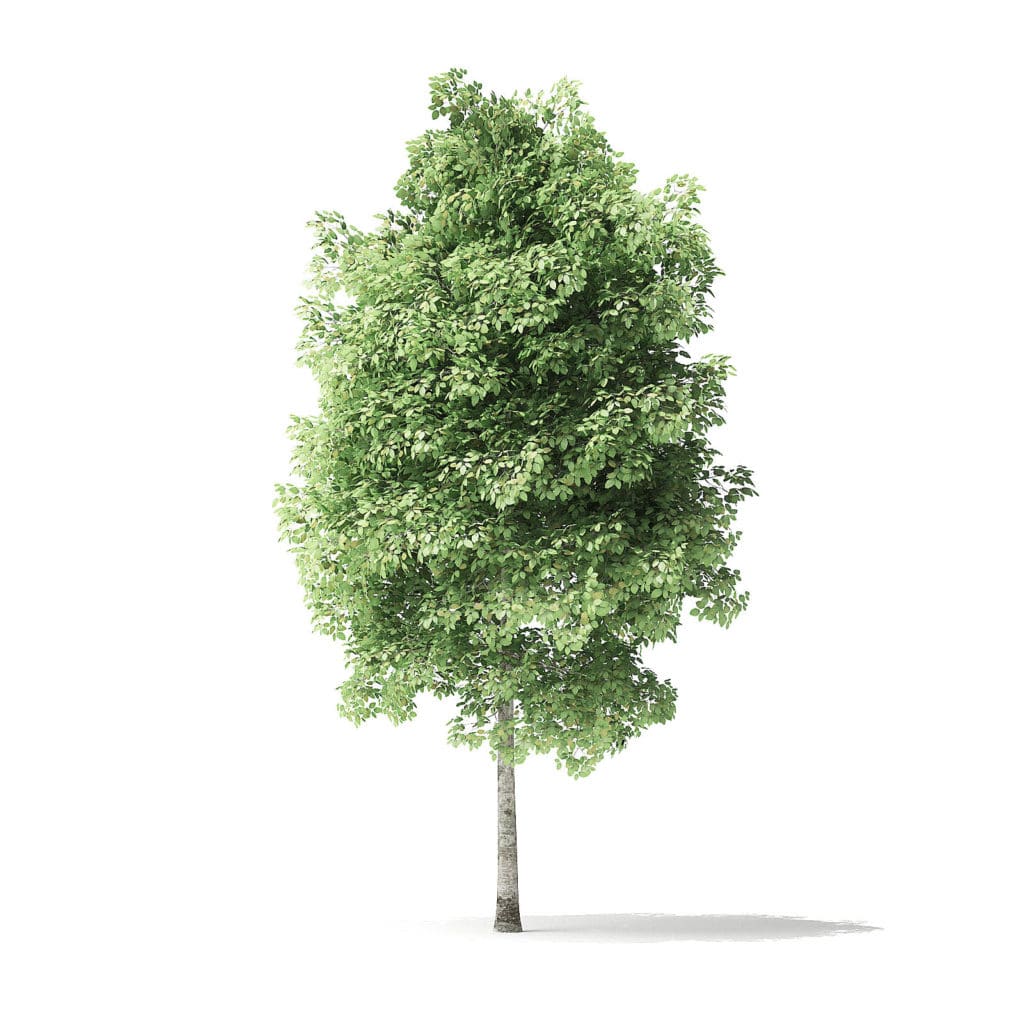 Red Alder Tree 3D Model 4m