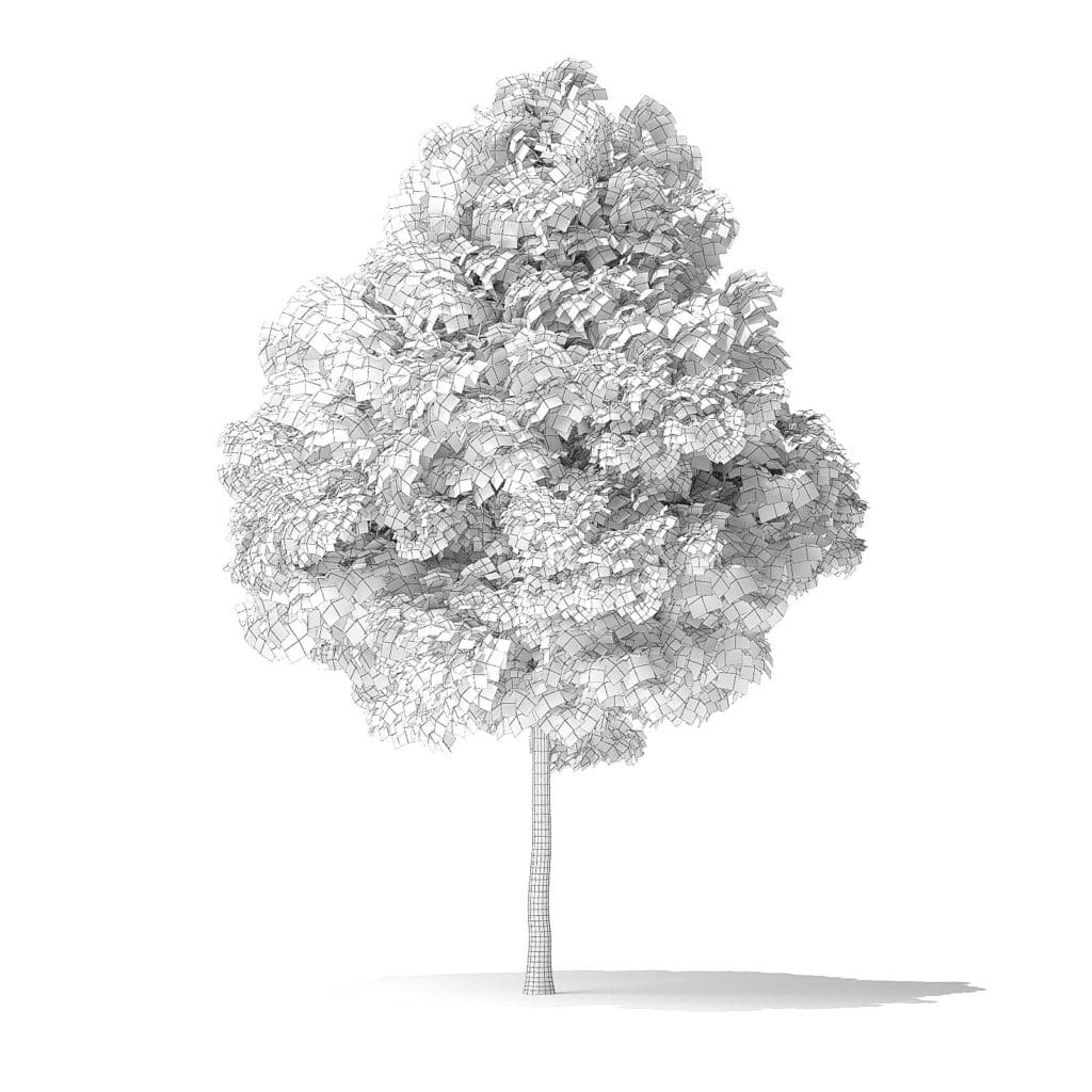 Green Ash Tree 3D Model 6m