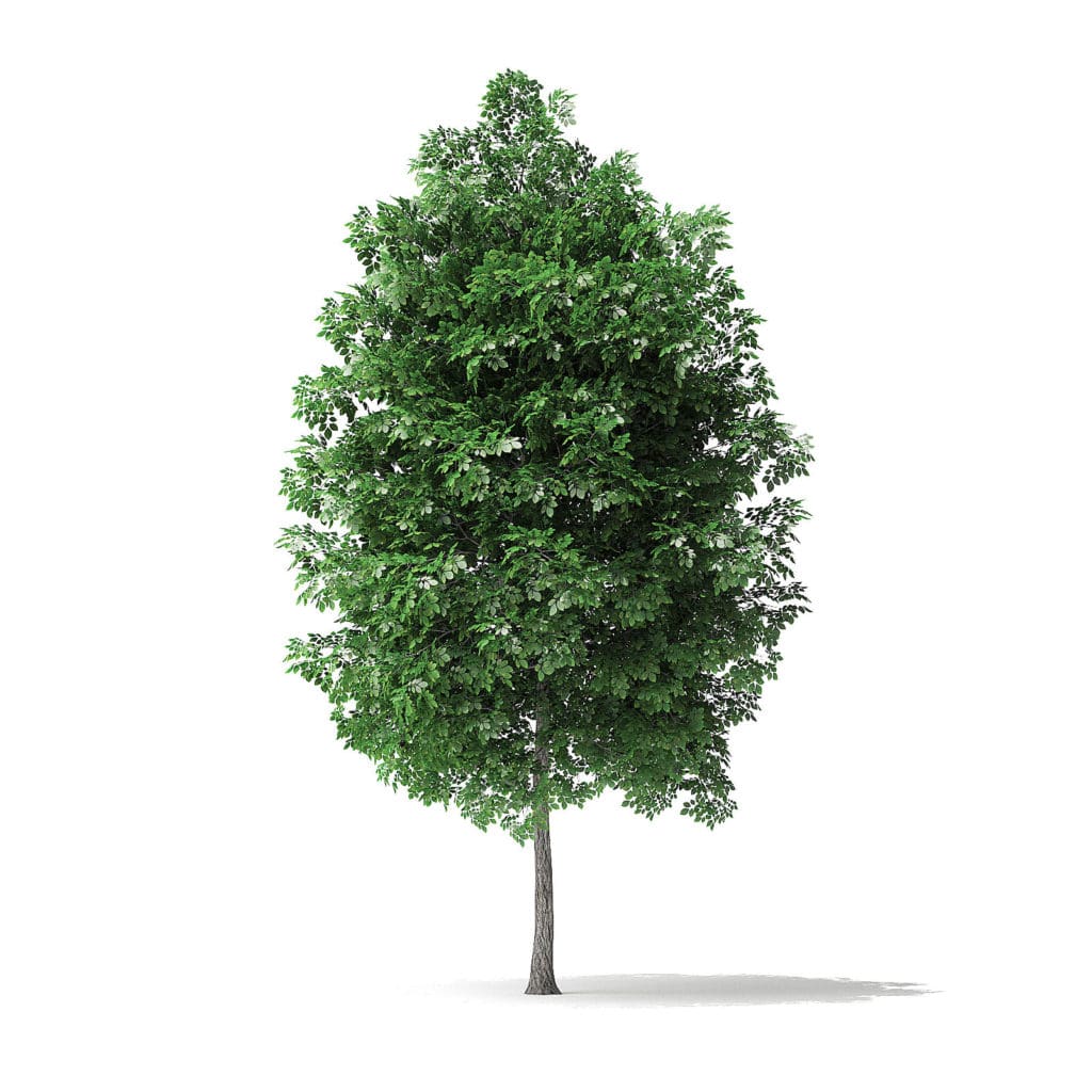 White Ash Tree 3D Model 3.8m
