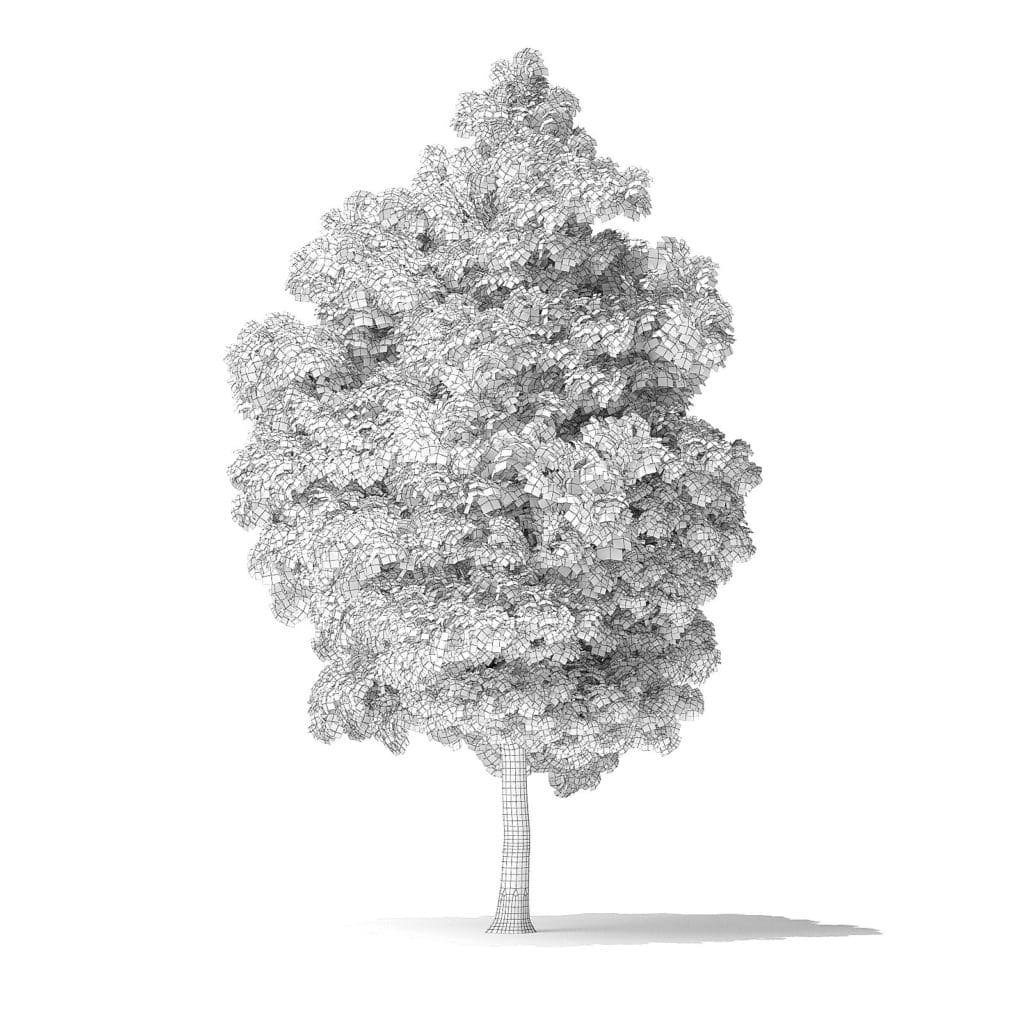 White Ash Tree 3D Model 9m
