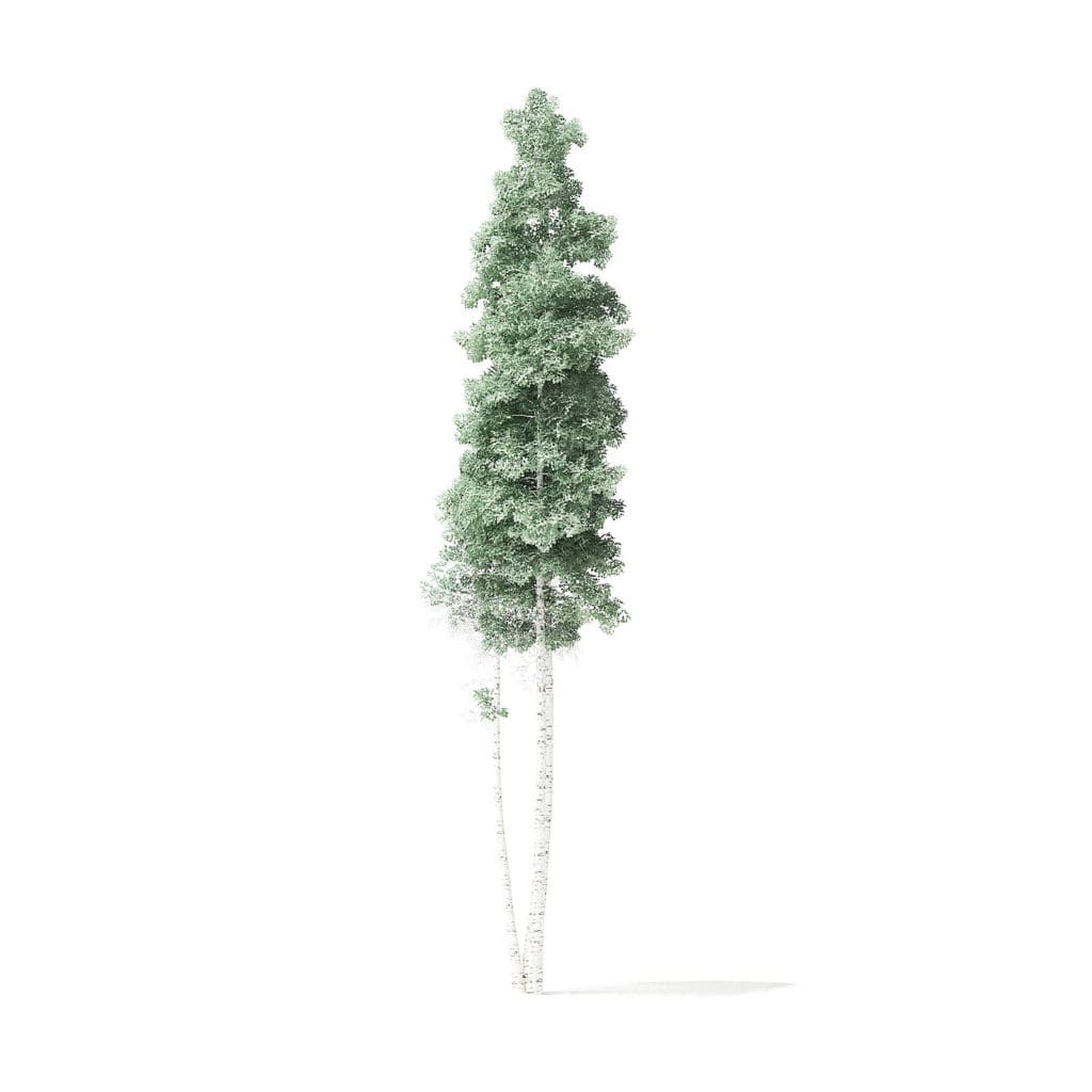 Quaking Aspen Tree 3D Model 11.7m
