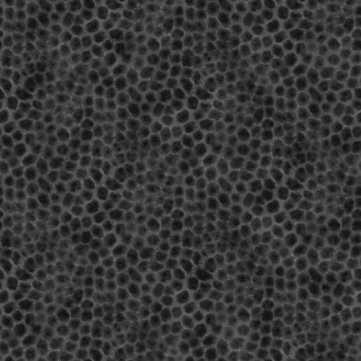 Cyan Creature Skin PBR Texture