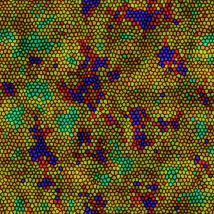 Lizard Skin PBR Texture