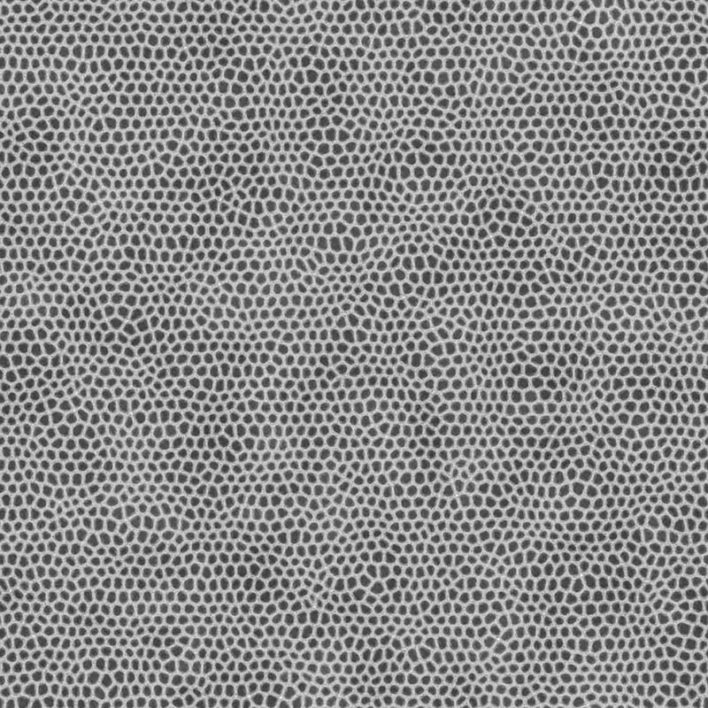 Lizard Skin PBR Texture