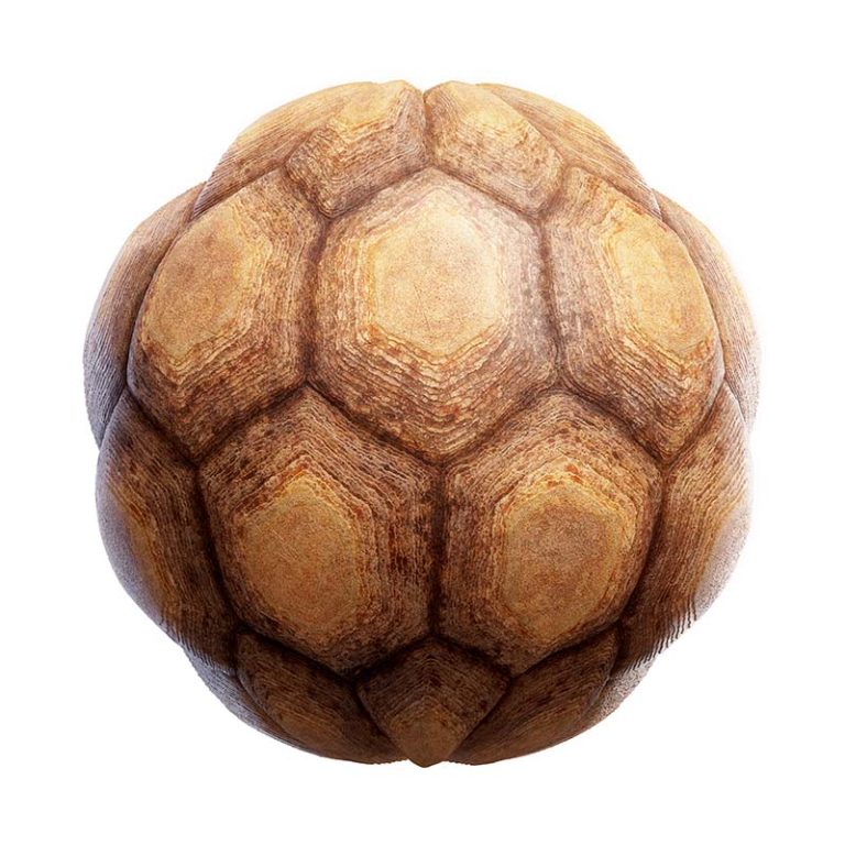 Tortoise Shell PBR Texture