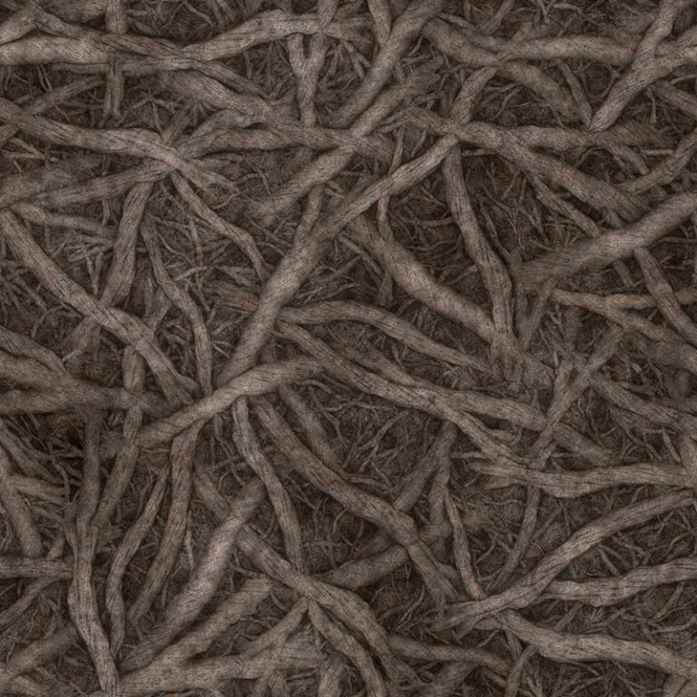 Tree Roots PBR Texture