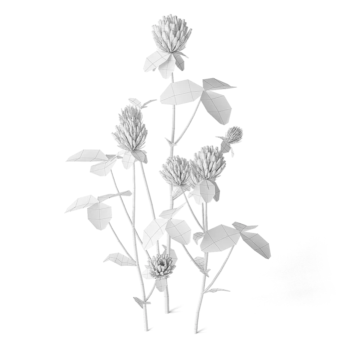 Meadow Plant (Clover) 3D Model