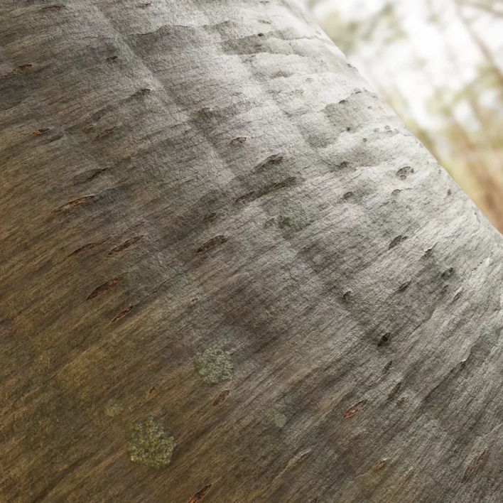 Japenese Cherry Bark